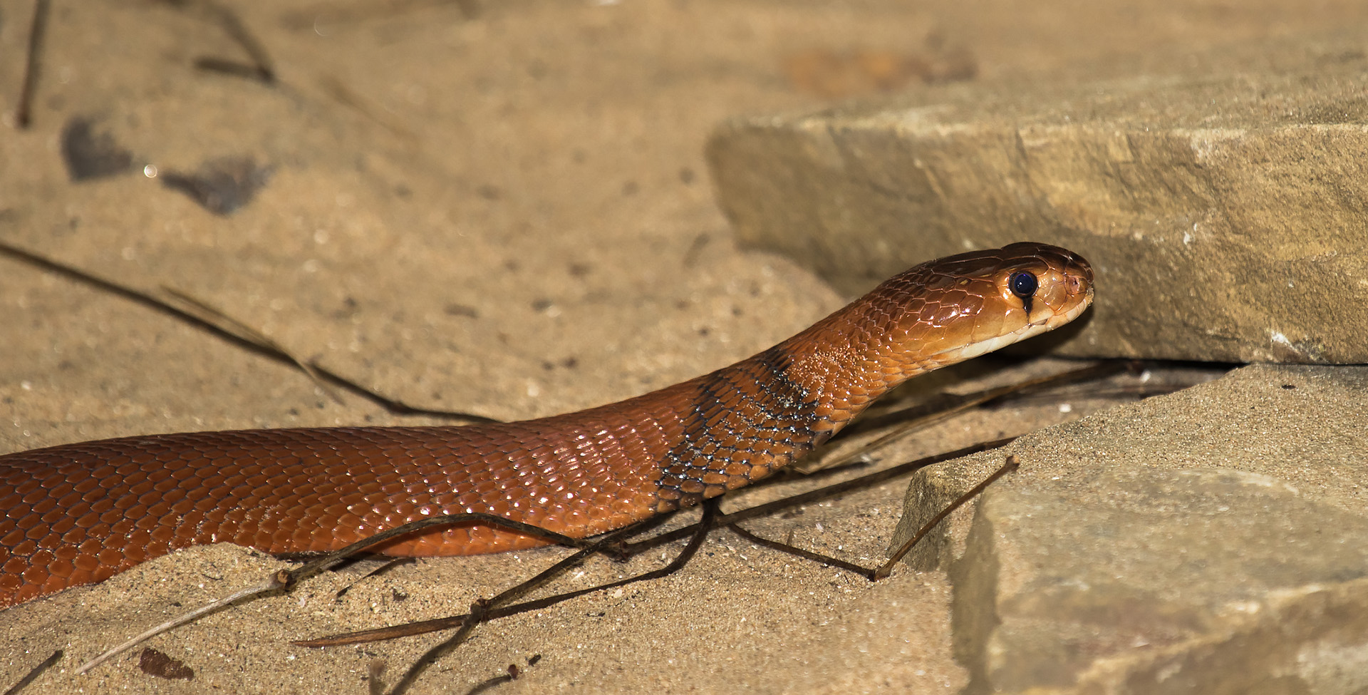 Snake of the week: The red spitting cobra (Naja pallida) | LSTM