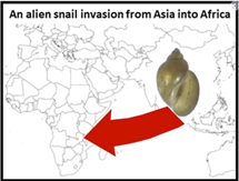 Aliens in a rice paddy – what next? | LSTM