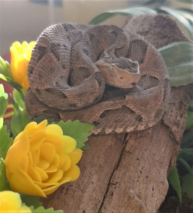 Snake of the Week: the Bothrops asper | LSTM