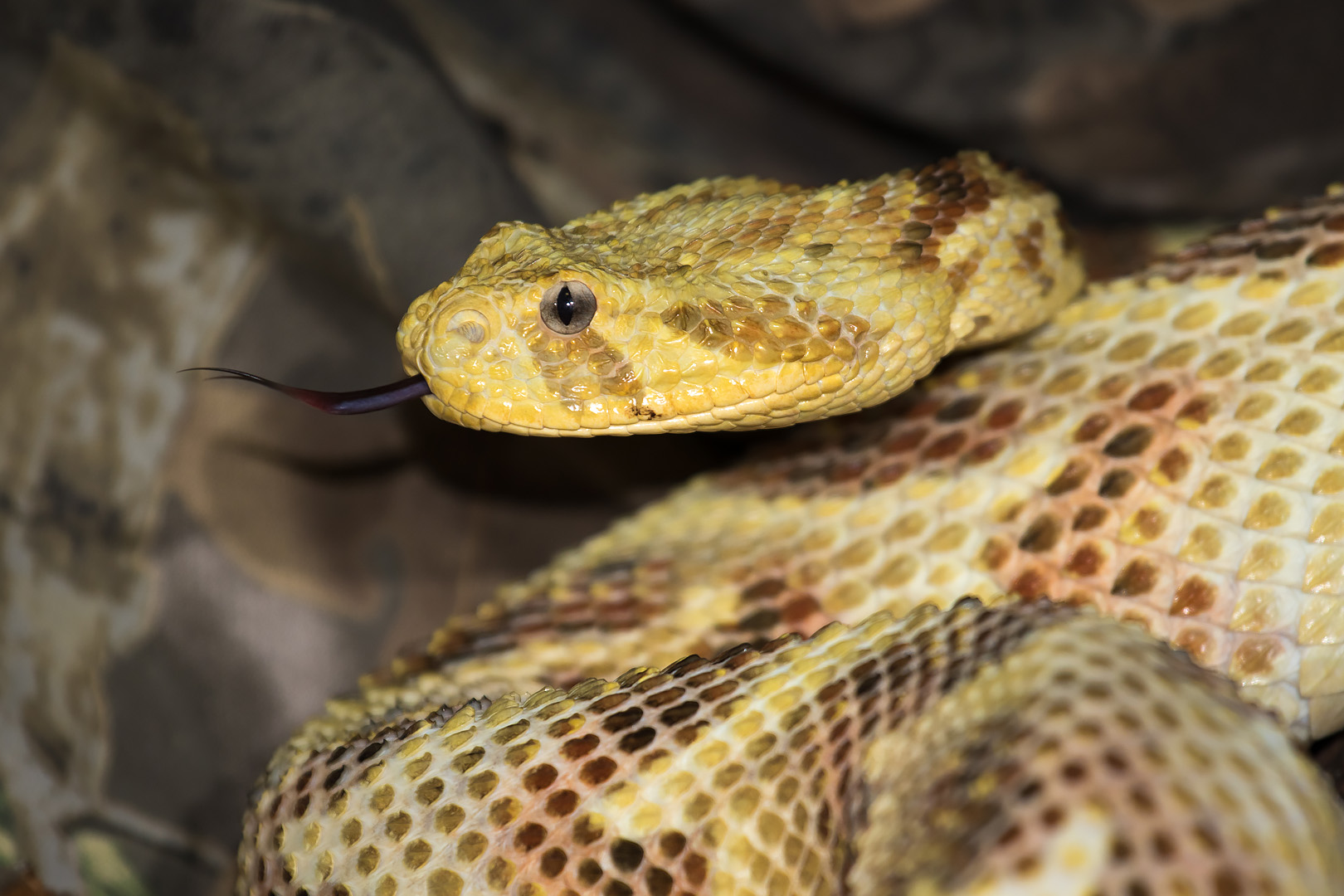 National survey reveals first detailed map of snakebite incidence in ...