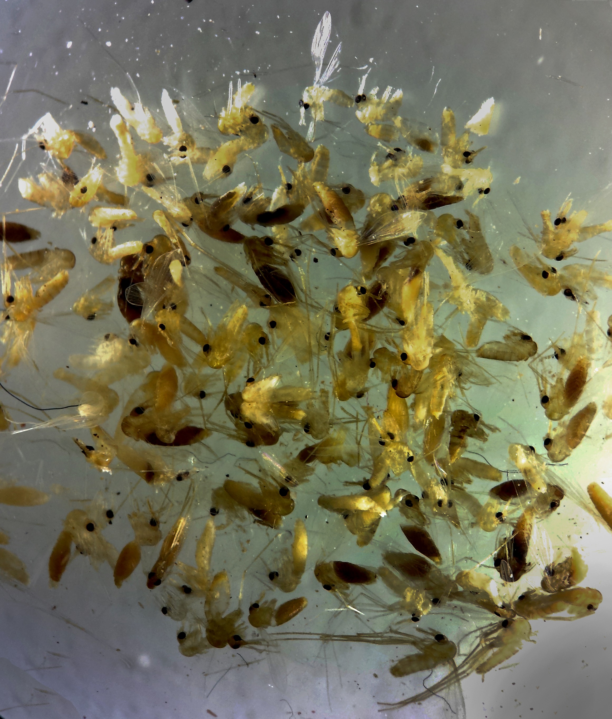 Sandflies not corpses: the truth about the “flesh-eating disease” in ...