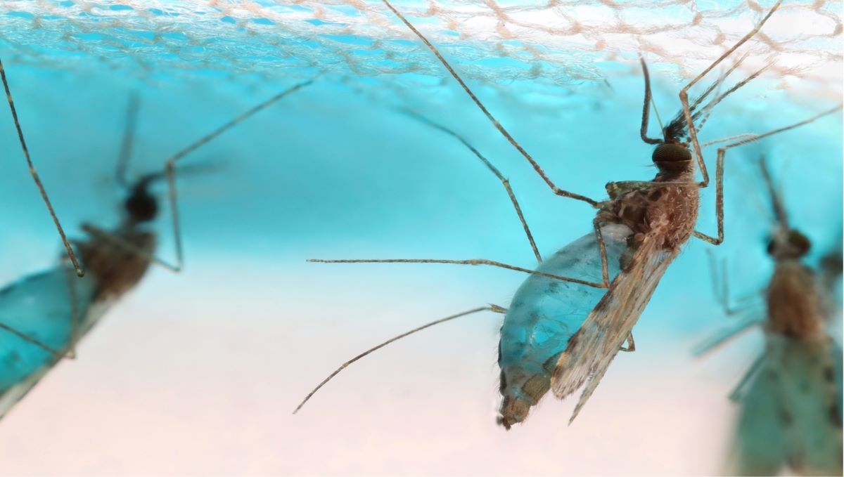 Infection biologist who decodes ‘language’ of mosquitoes and pathogens ...