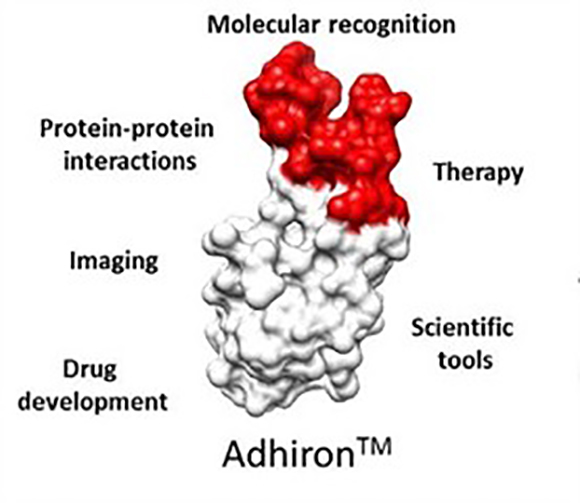 Seminar Series Report: Development of Adhiron artificial binding ...