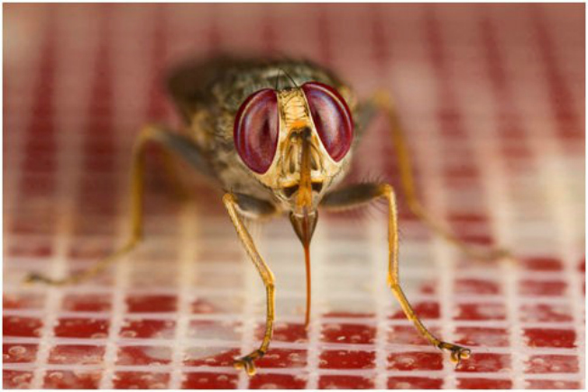 Tsetse Fly