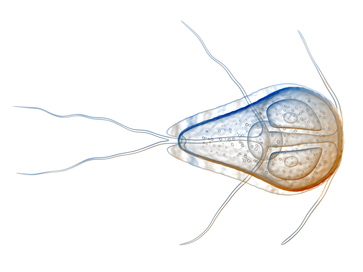 Intestinal parasites: Giardia | LSTM