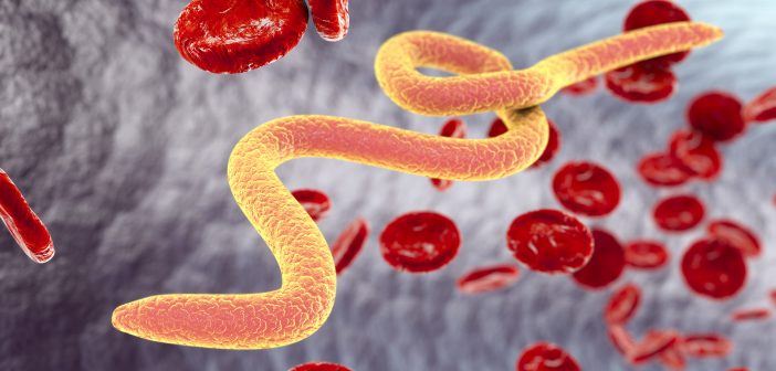 Clinical candidates to treat filariasis | LSTM