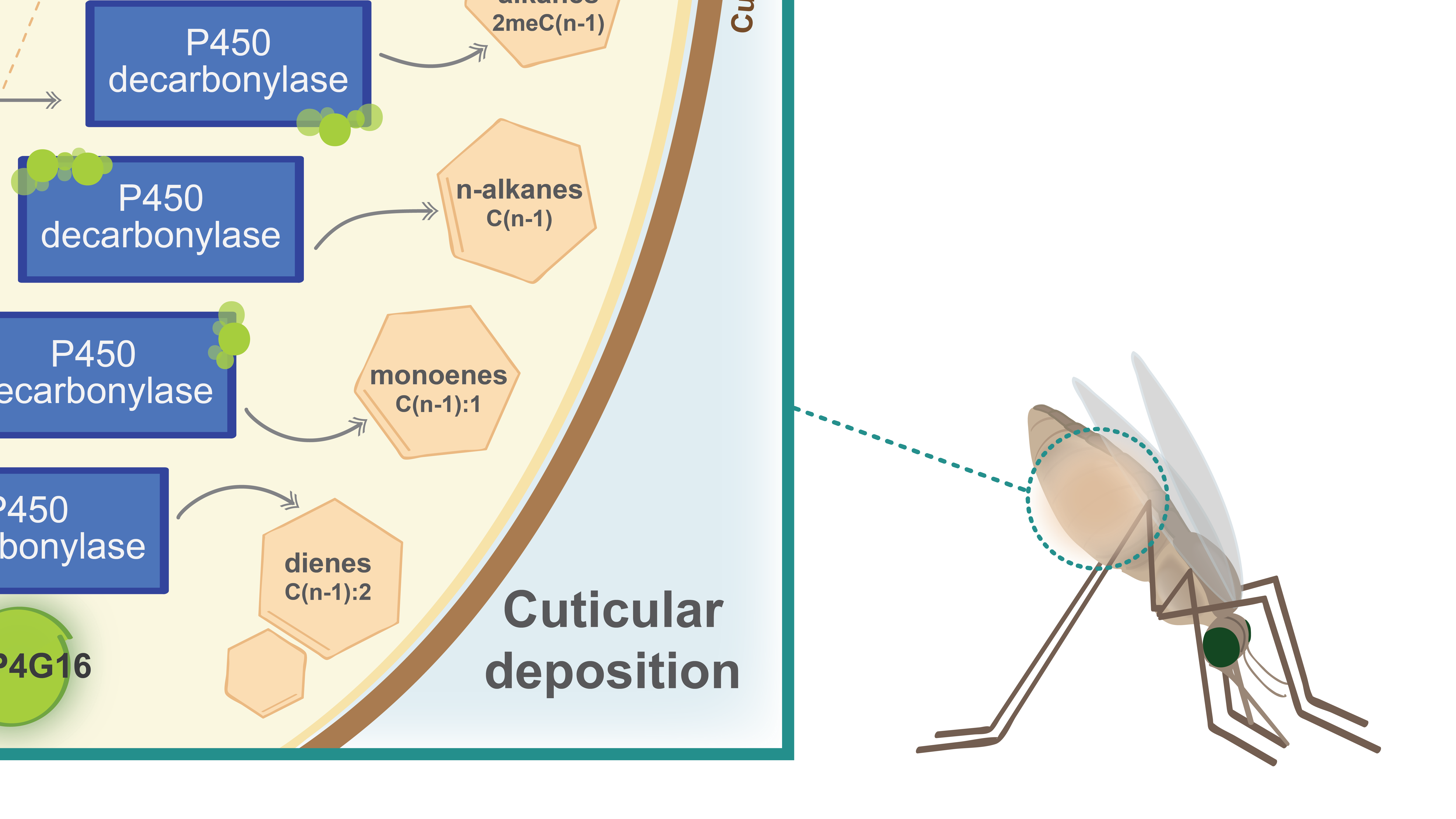 Researchers at LSTM identify additional mechanisms at play in ...
